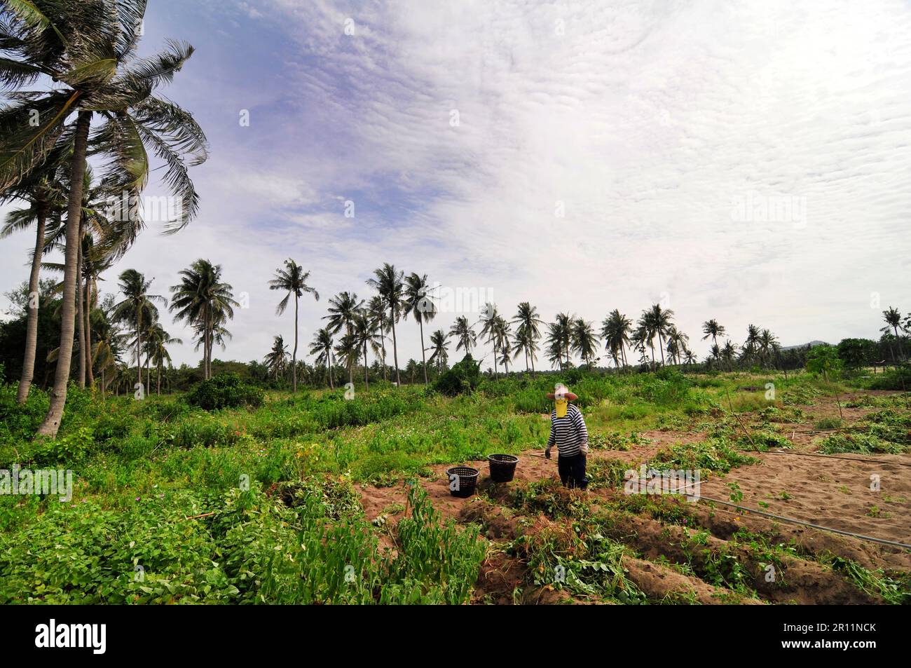 Sweet potato harvest in a small farm in Ban Sapan, Thailand Stock Photo ...