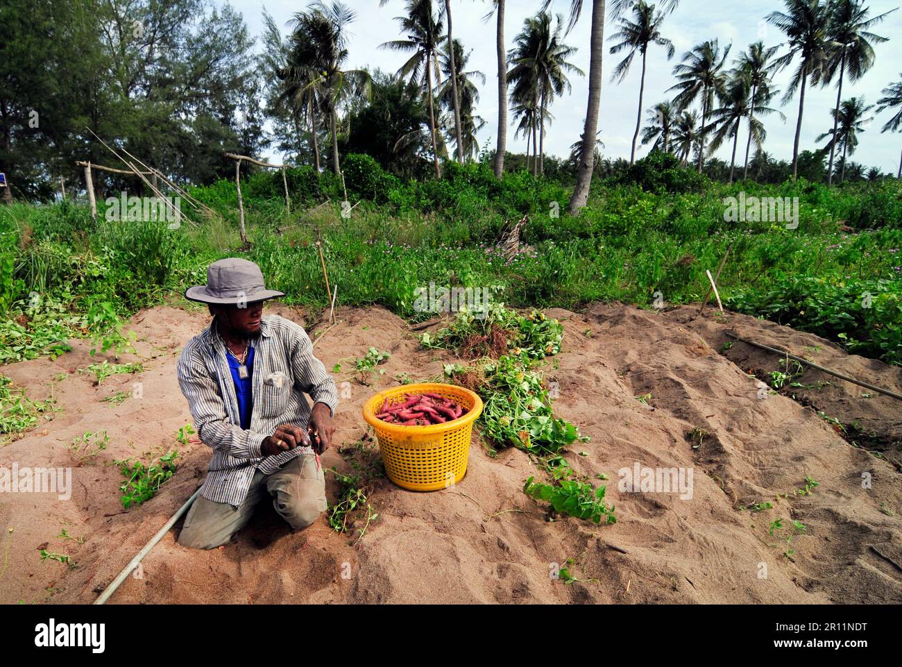 Sweet potato harvest in a small farm in Ban Sapan, Thailand Stock Photo ...