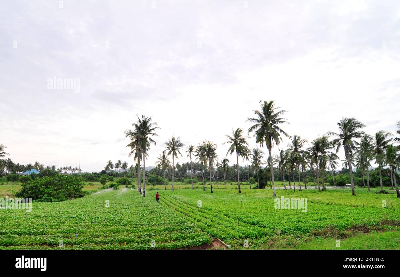 A large vegetable farm between Ban Krut and Ban Sapan, Thailand Stock ...