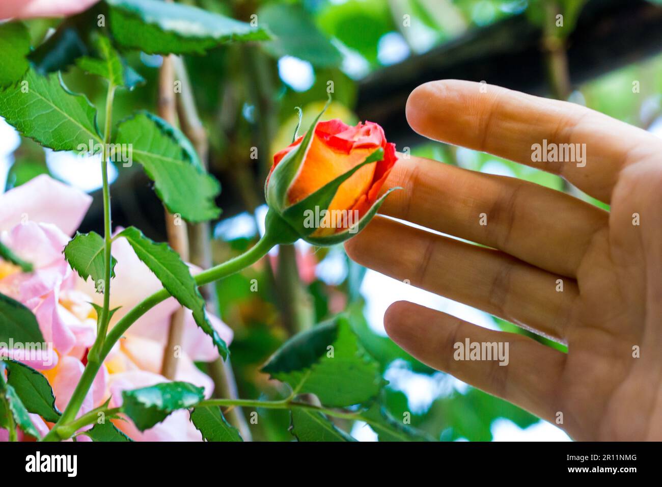 Closed orange rosebud in a woman's hand. Gardener tending to growing ...
