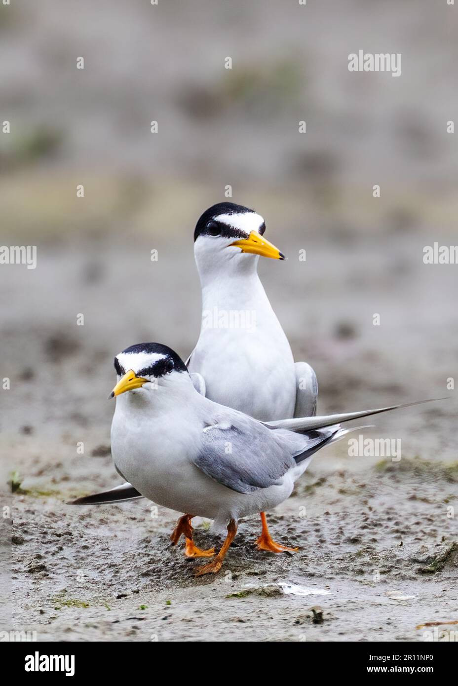 Little Tern birds are migratory birds of Bangladesh Stock Photo - Alamy