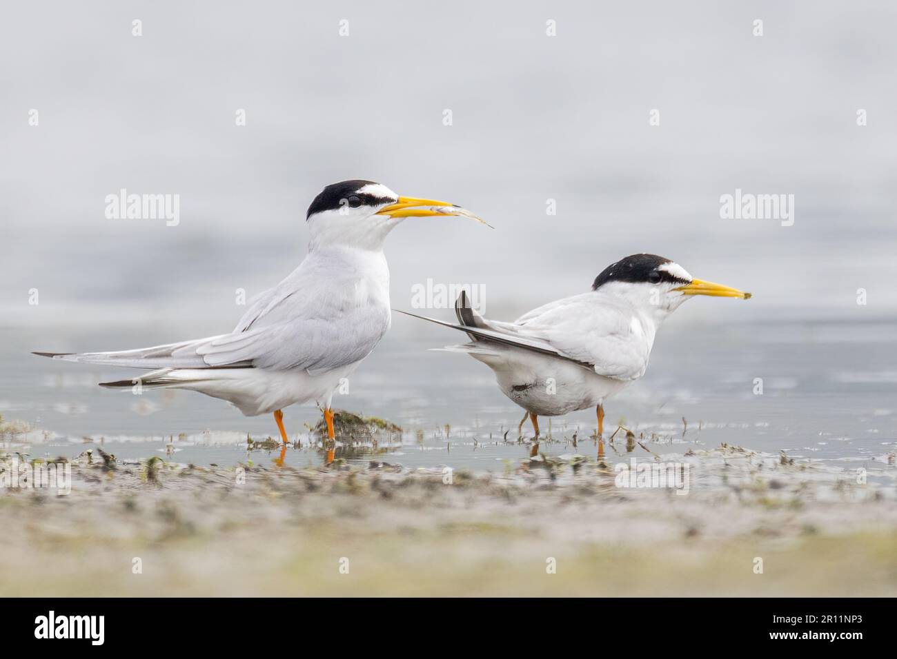 Little Tern birds are migratory birds of Bangladesh Stock Photo - Alamy