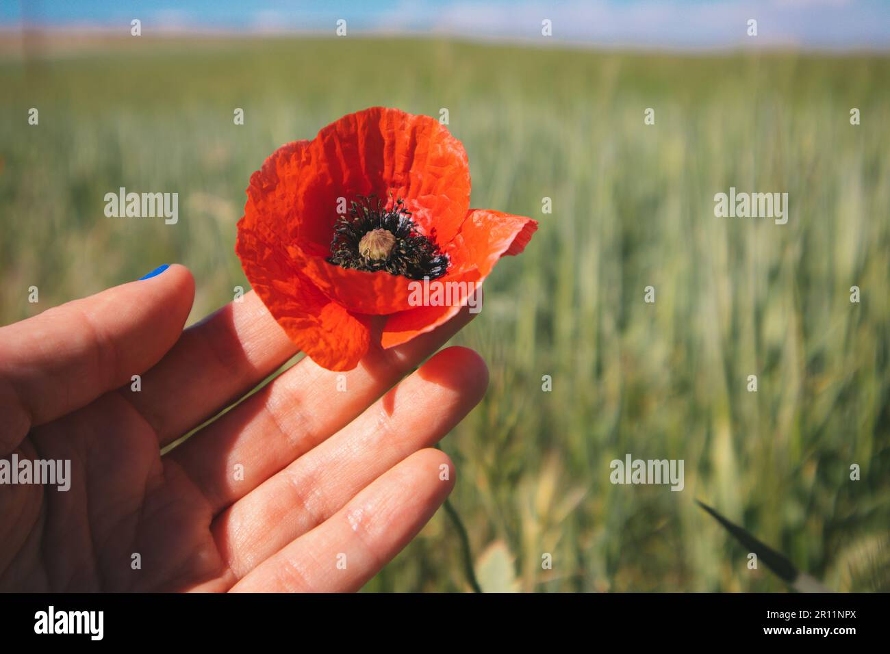 A red poppy flower in female hand in a green spring meadow. A single ...