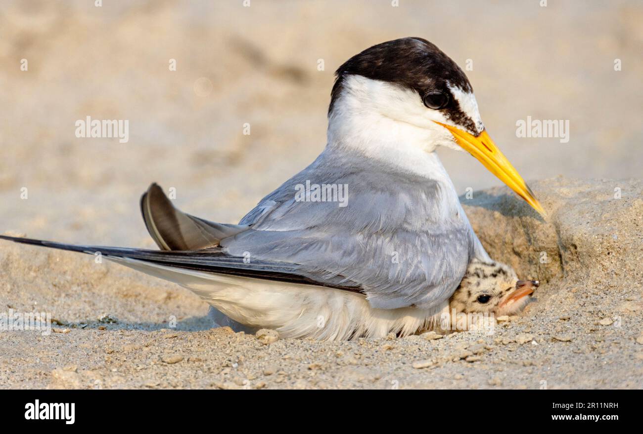 Little Tern birds are migratory birds of Bangladesh Stock Photo - Alamy