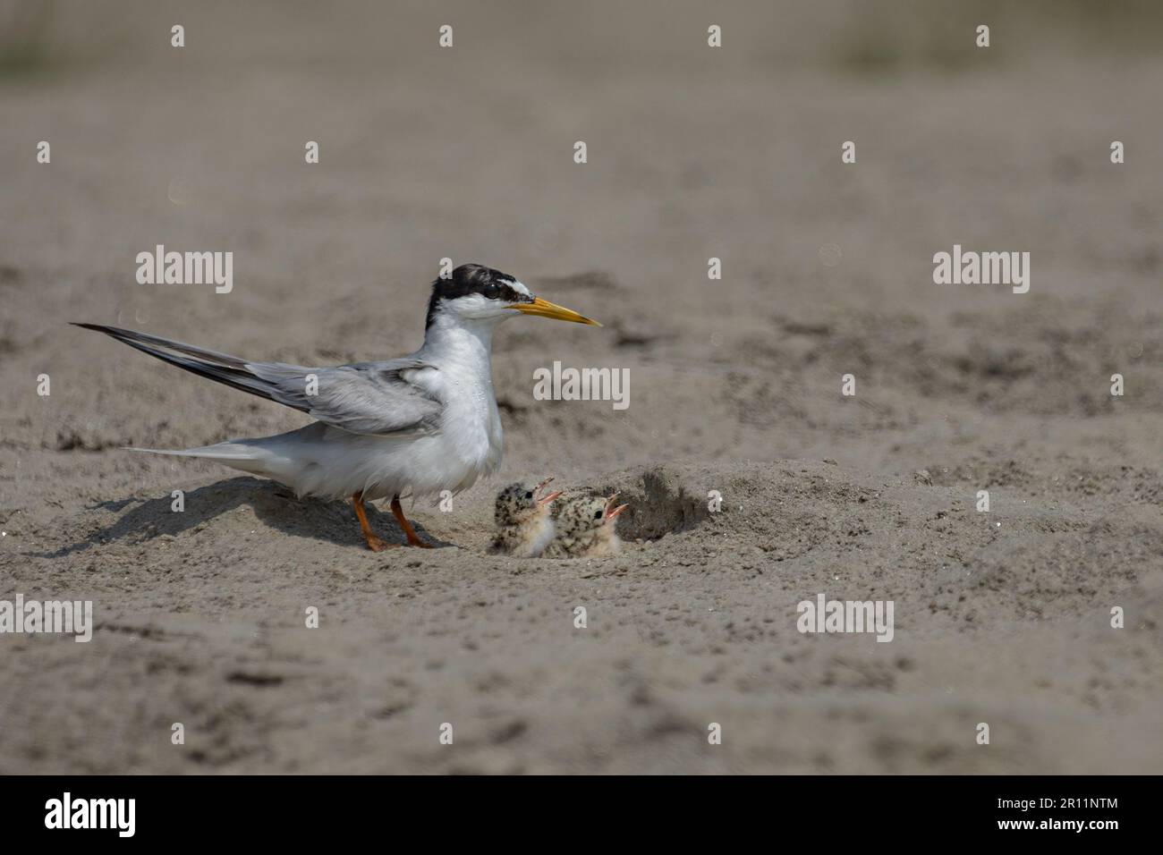 Little Tern birds are migratory birds of Bangladesh Stock Photo - Alamy
