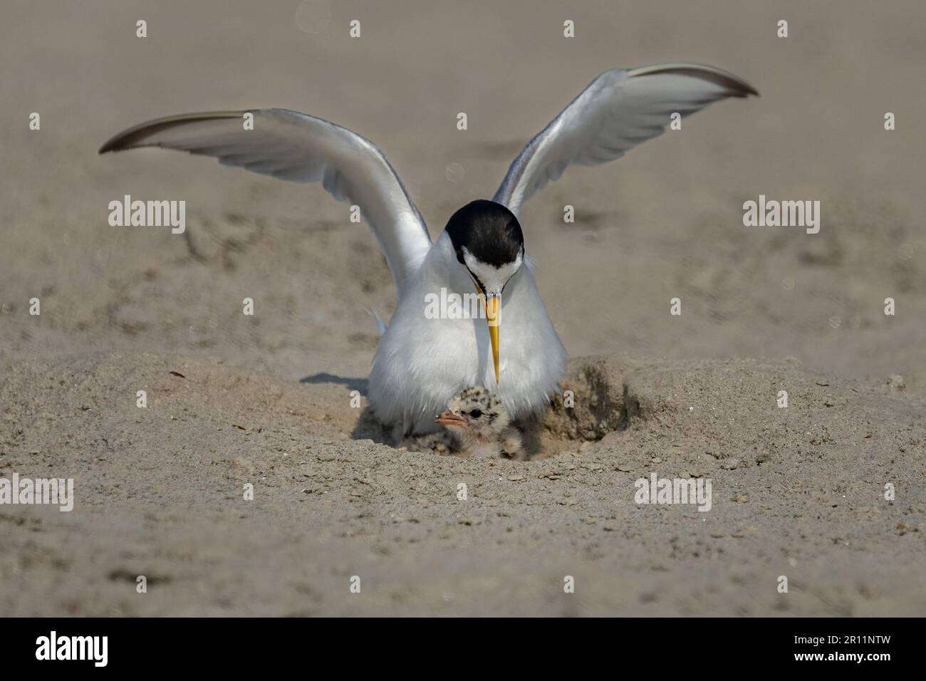 Little Tern birds are migratory birds of Bangladesh Stock Photo - Alamy