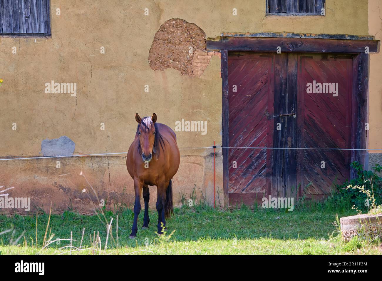 A majestic white horse standing in front of a large brick building with ...