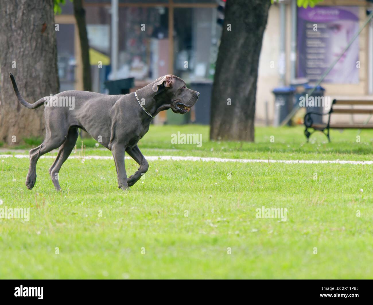 A Great Dane running in a lush green backyard Stock Photo - Alamy