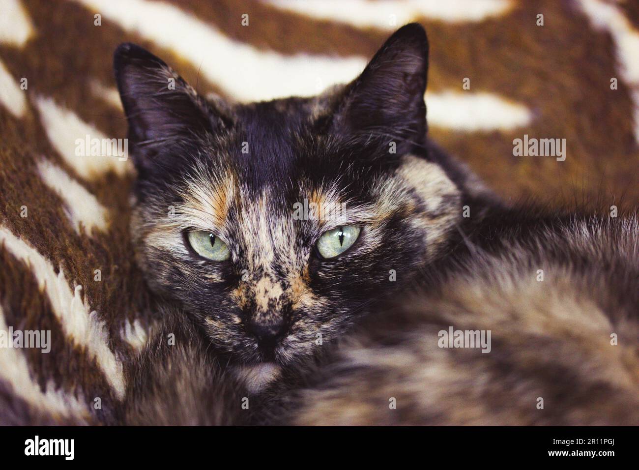 Turtle cat hi-res stock photography and images - Alamy