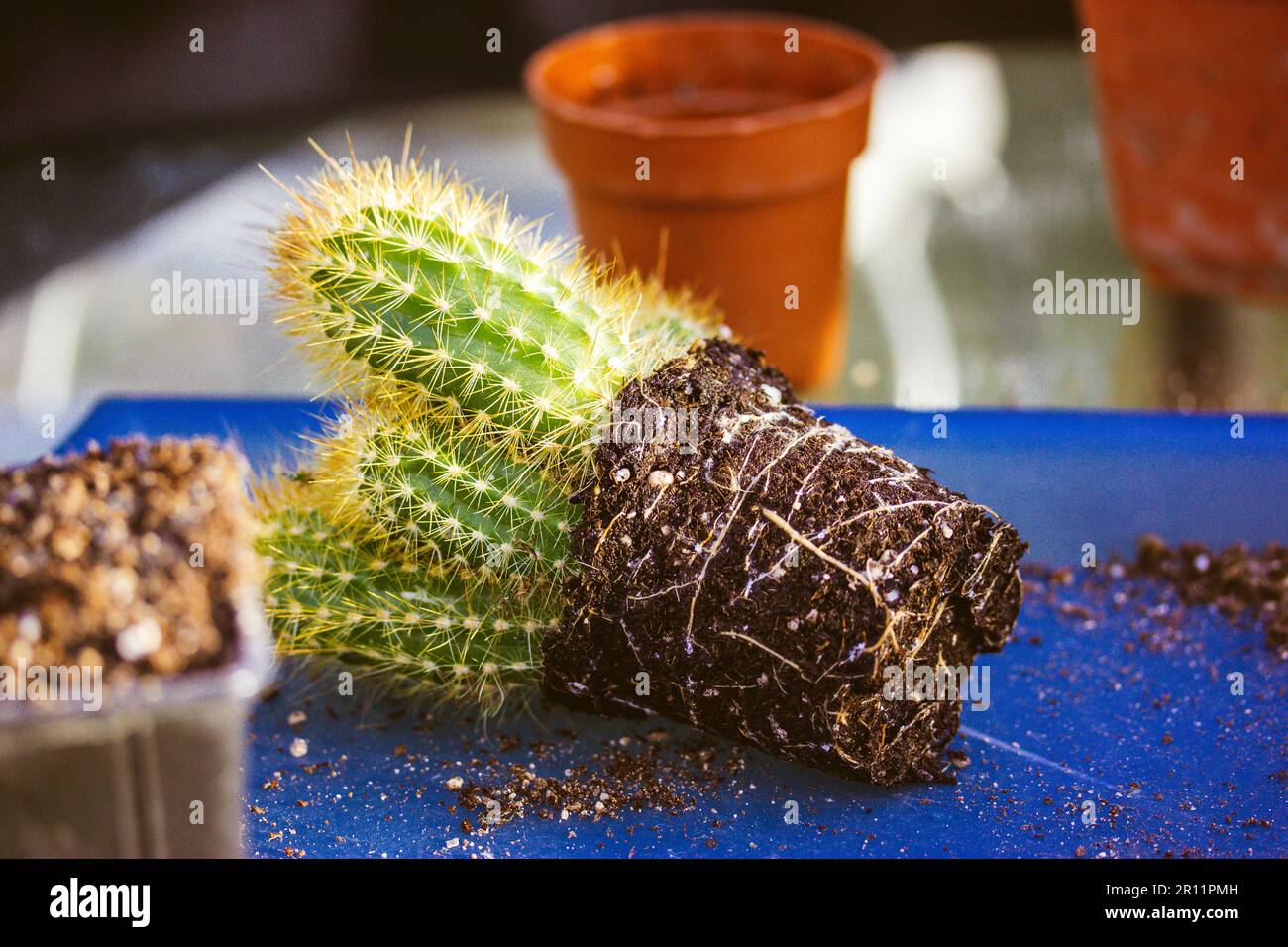 Houseplant potted cactus Pilosocereus pachycladus growing in flowerpots ...