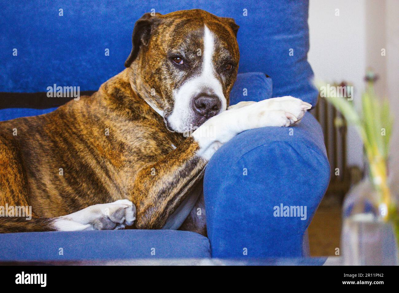 German brown white boxer lying on blue couch. Medium-sized breed of ...