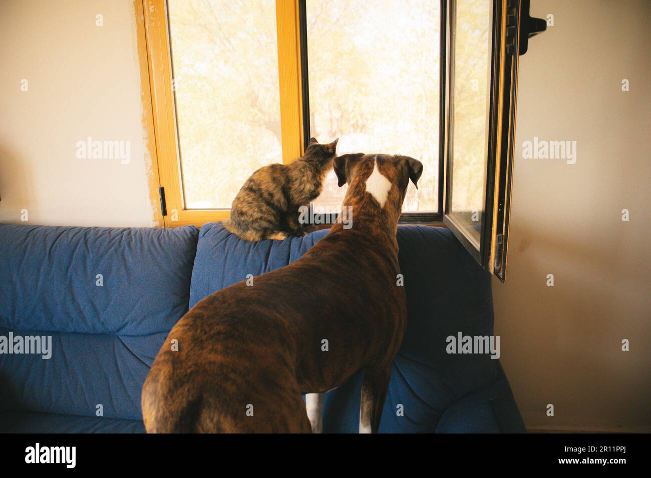 Turtle cat, German Boxer big dog on couch sofa looking out window ...