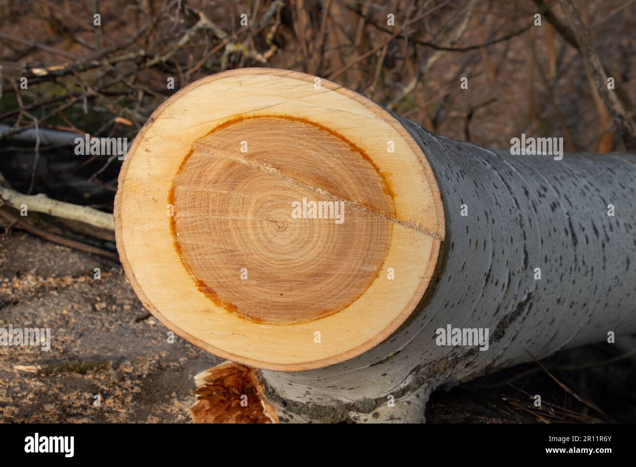 tree in the forest old bark background close-up Stock Photo - Alamy