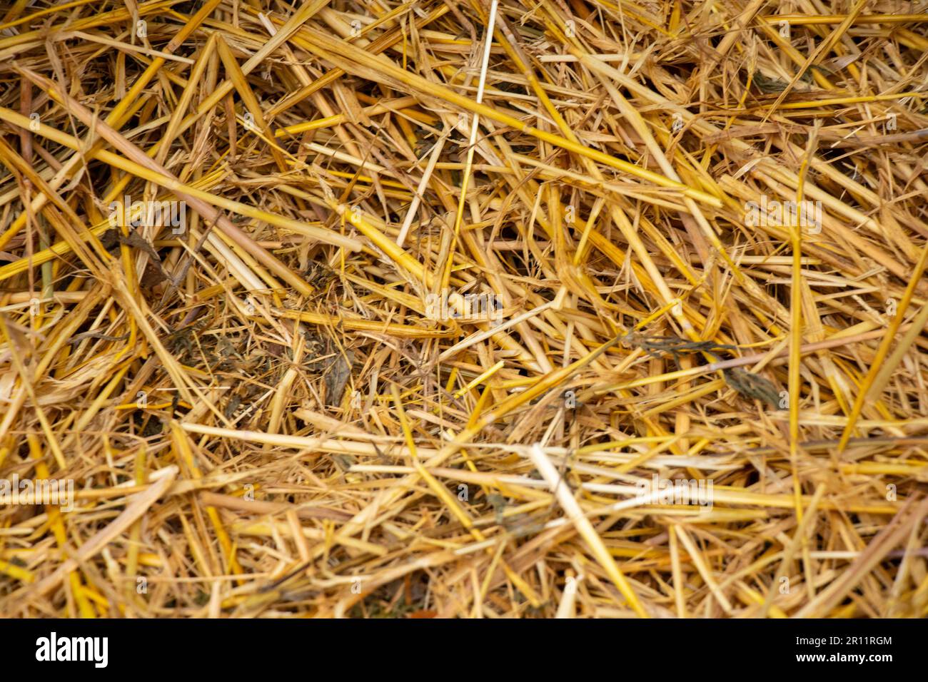 yellow dry straw as background Stock Photo - Alamy