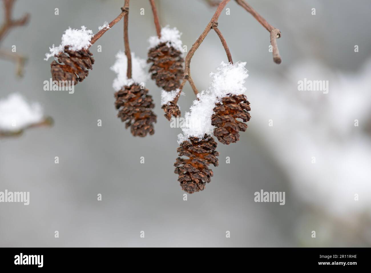 Early snow on an elder branch fresh snow Stock Photo - Alamy