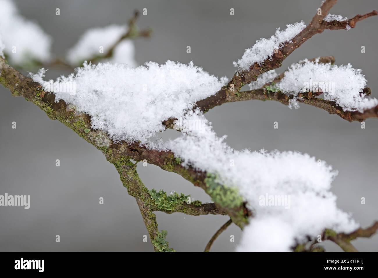 Early snow on an elder branch fresh snow Stock Photo - Alamy