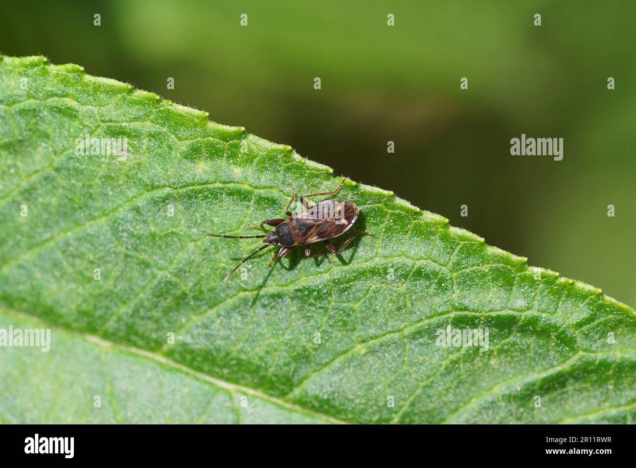 Small bug Eremocoris podagricus. Family Seed Bugs or Ground Bugs ...