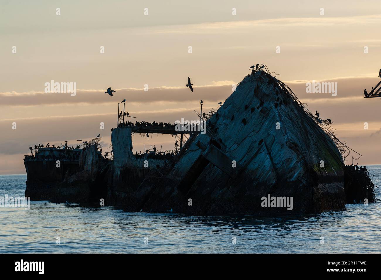Close-up of the SS Palo Alto, an old World War II shipwreck off the ...