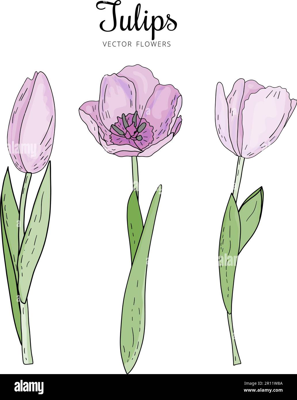 Hand drawn vector isolated set of pink tulips with leaves in doodle ...