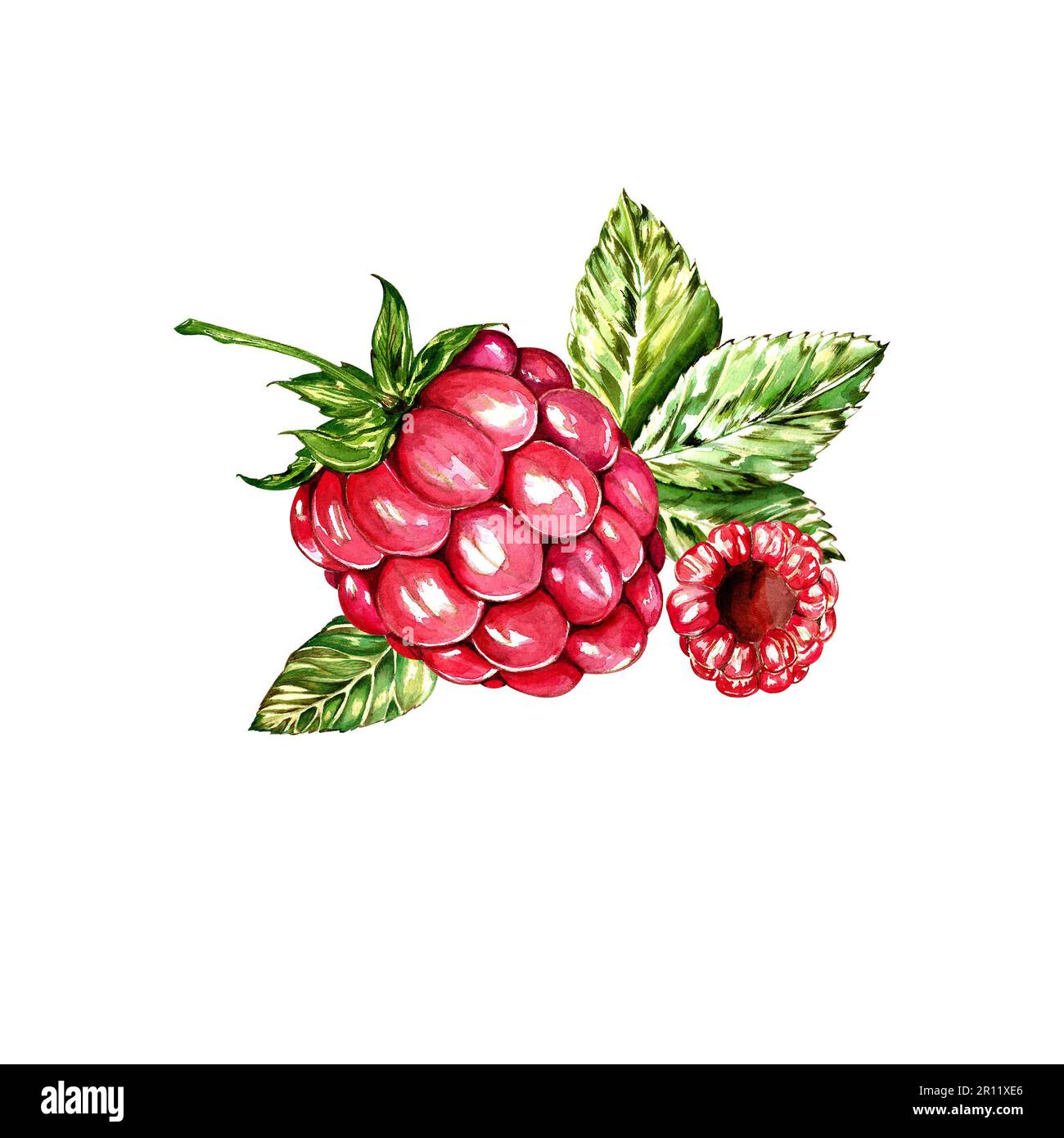 a set of watercolor elements. juicy raspberries with leaves. for ...