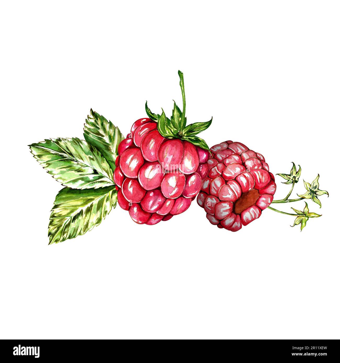 a set of watercolor elements. juicy raspberries with leaves. for ...