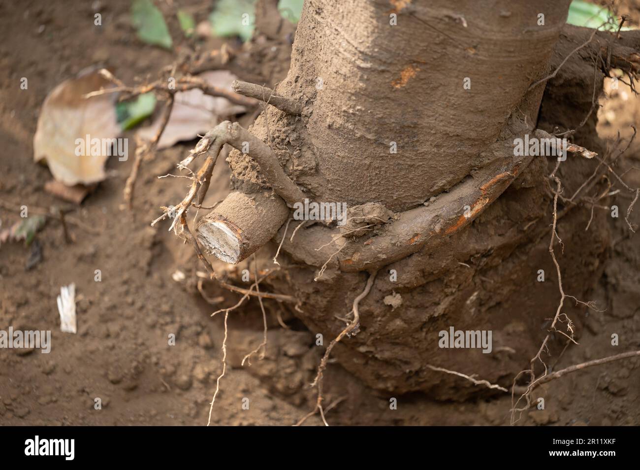 Chopped tree trunk hi-res stock photography and images - Alamy