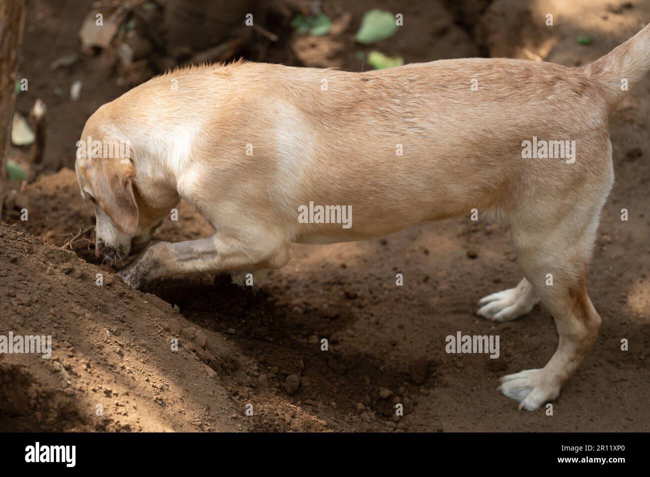 Brown labrador hiding in hi-res stock photography and images - Alamy