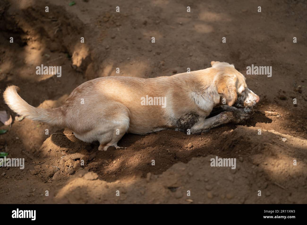 Labrador dog dig hole in mud dust and playing with ground Stock Photo ...