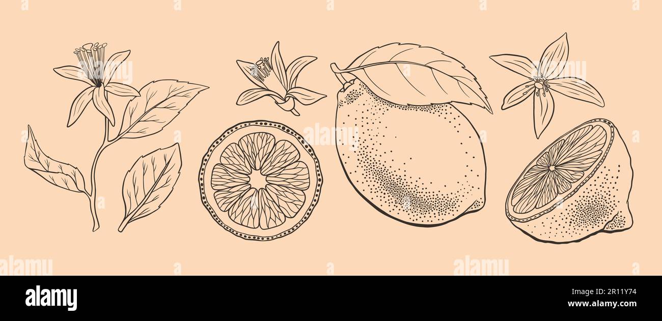 Hand drawn lemon collection. Outline citrus fruit with flowers and ...