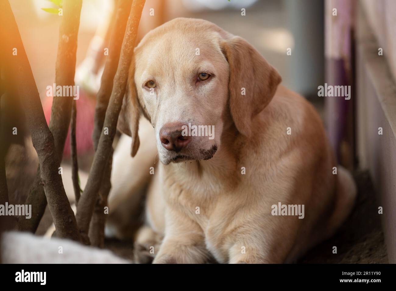 Portrait of labrador dog outdoor on blurred background Stock Photo - Alamy