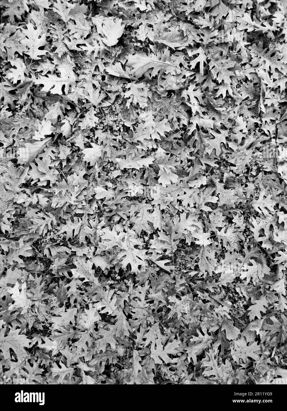 A grayscale of fallen autumn leaves on the gorund Stock Photo - Alamy