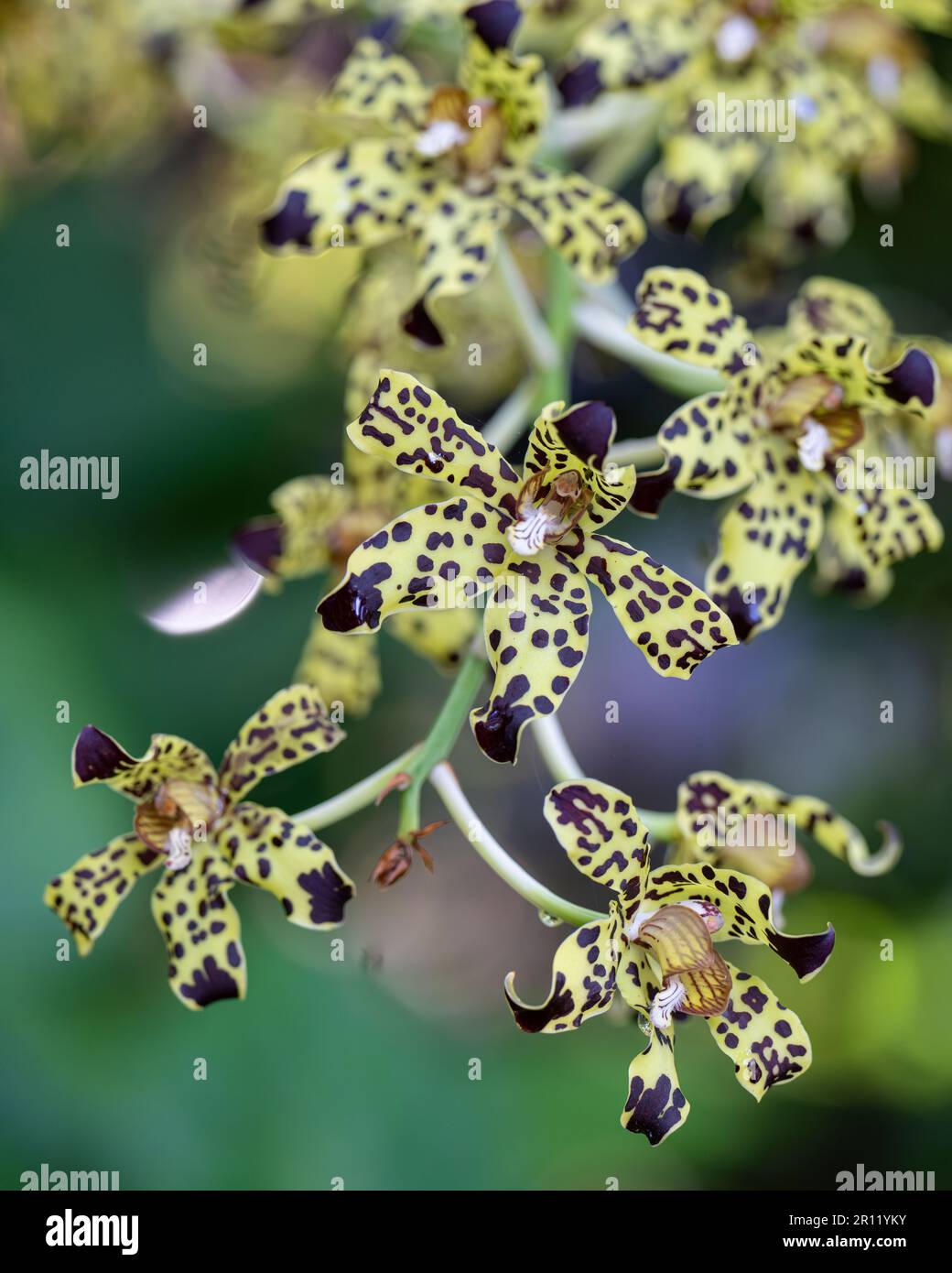 A vibrant Tiger orchid (Grammatophyllum speciosum) in a garden Stock ...