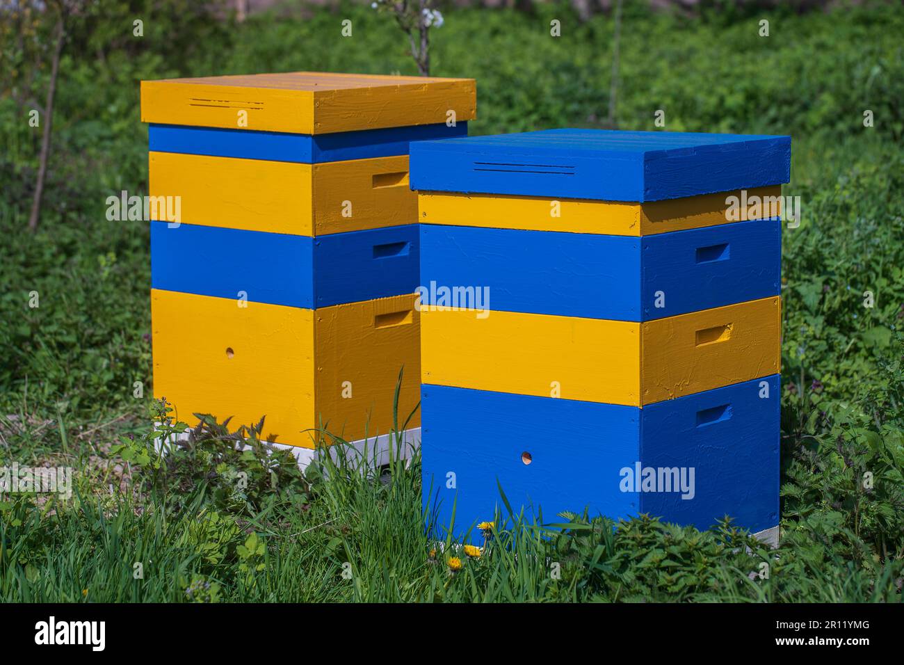 Two new set of yellow-blue wooden beehive in the spring garden, close ...