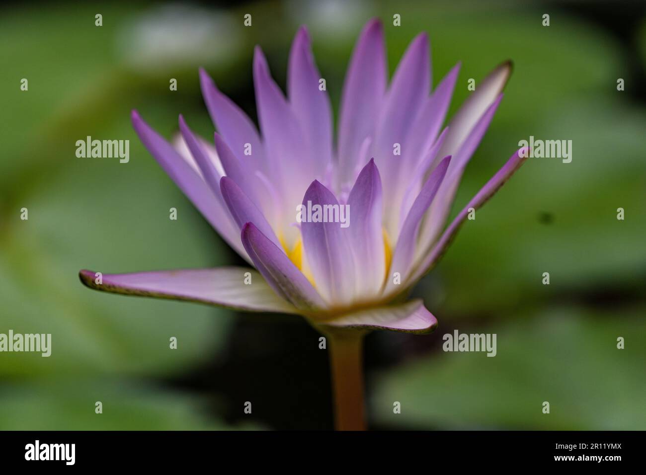 A vibrant blue water lily (Nymphaea caerulea) in a pool Stock Photo - Alamy