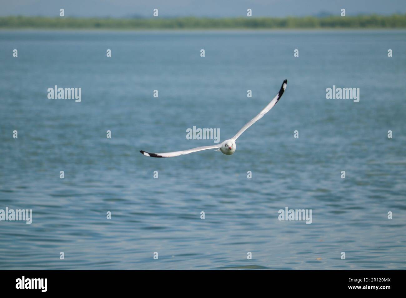 Beautiful photograph of a Seagull soaring above the blue Naf River at ...