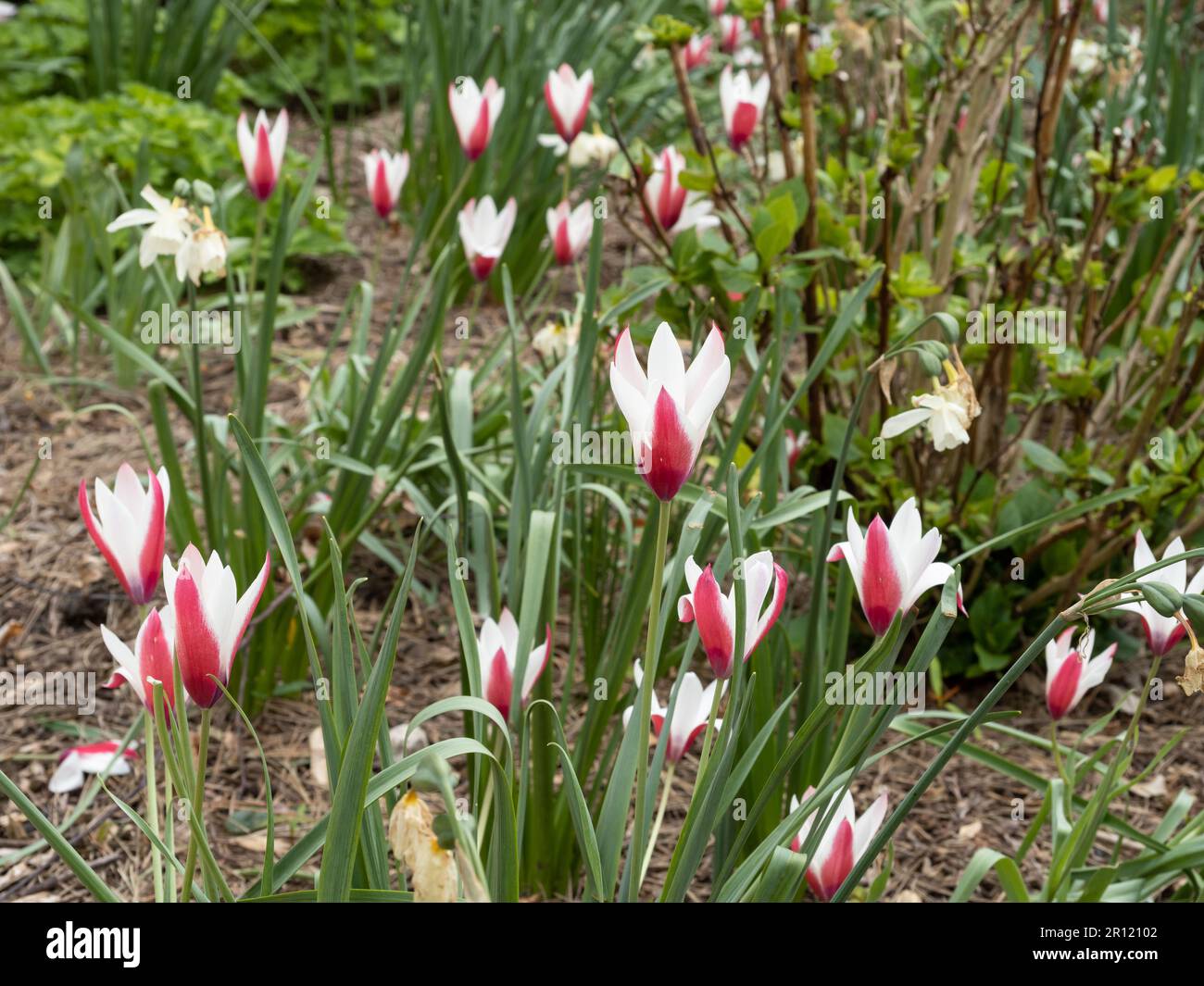 Tulip Peppermint Stick Stock Photo - Alamy