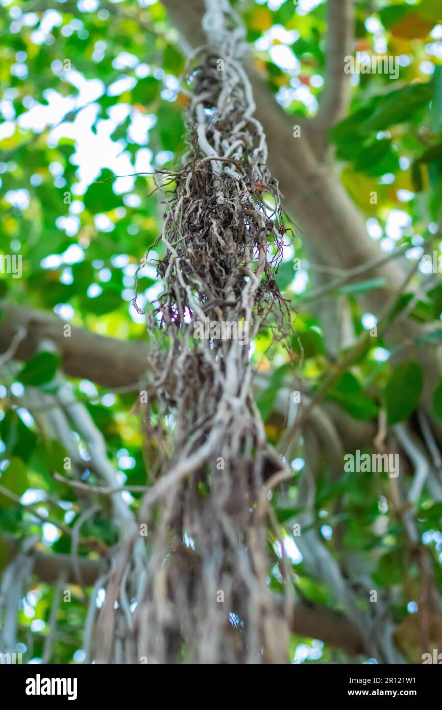 banyan tree root with blurred background at day Stock Photo - Alamy