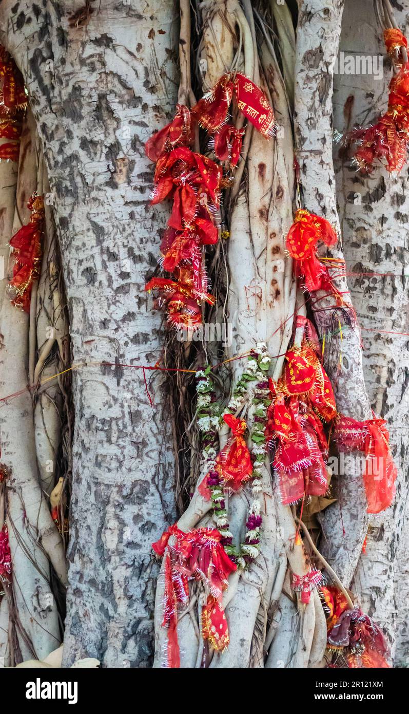 holy cloth many tied with banyan tree root at day from flat angle Stock ...