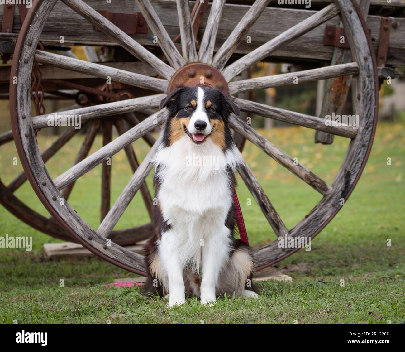 An Australian shepherd sits in a grassy field beneath a wagon wheel ...