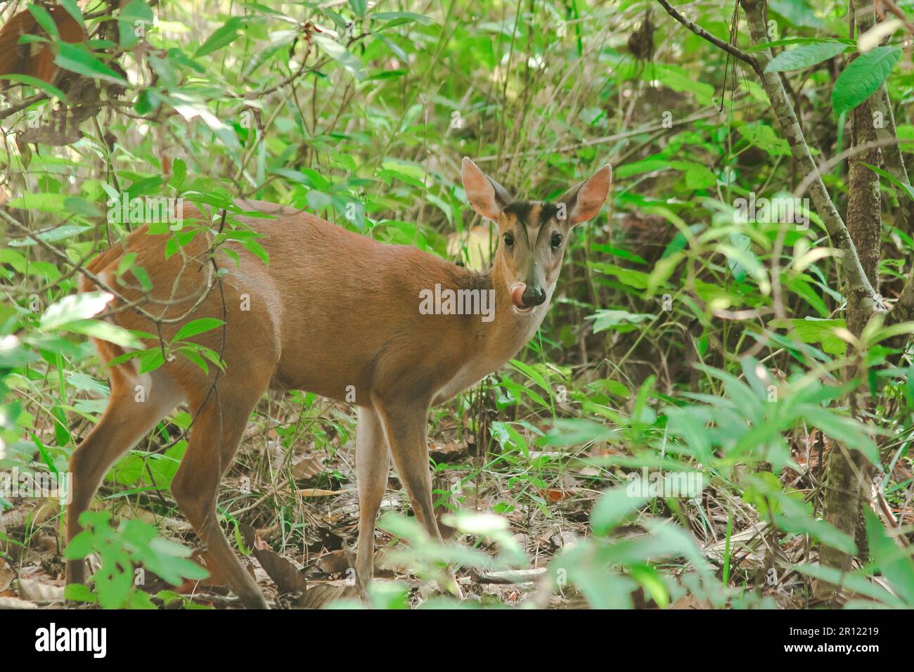 Common deer species in indian forest hi-res stock photography and ...