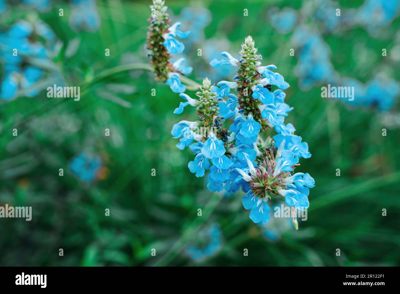 Blue flower on green grass background. Salvia uliginosa Bog sage Stock ...