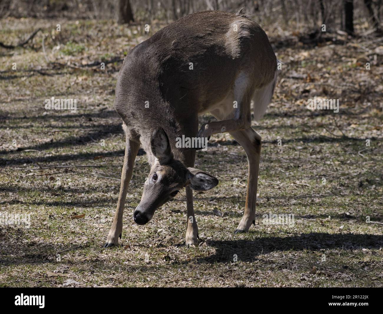 Stag stands hi-res stock photography and images - Alamy
