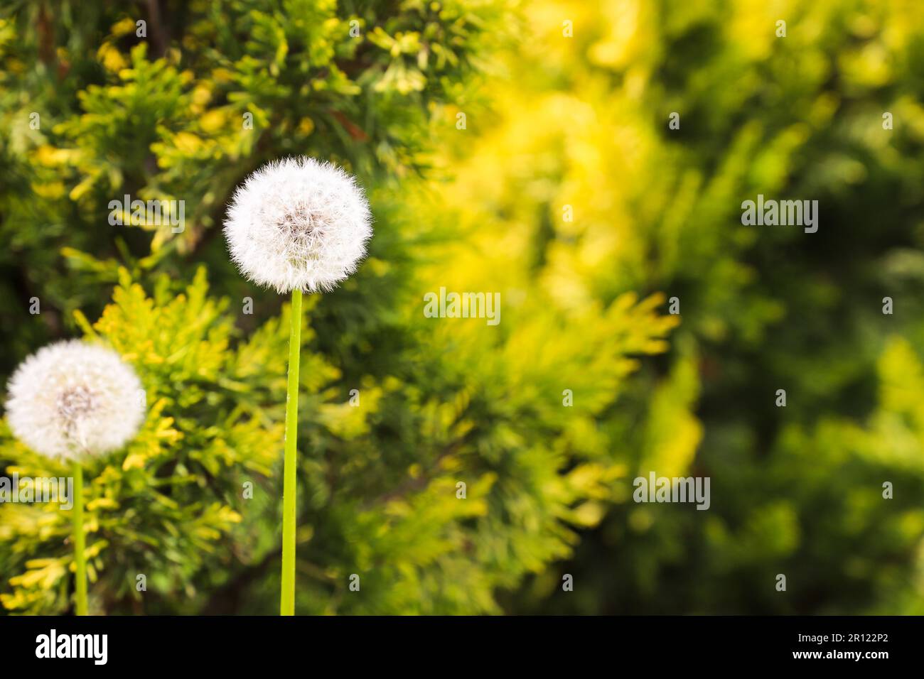 Closed Bud of a dandelion. Dandelion white flowers in green grass. High ...