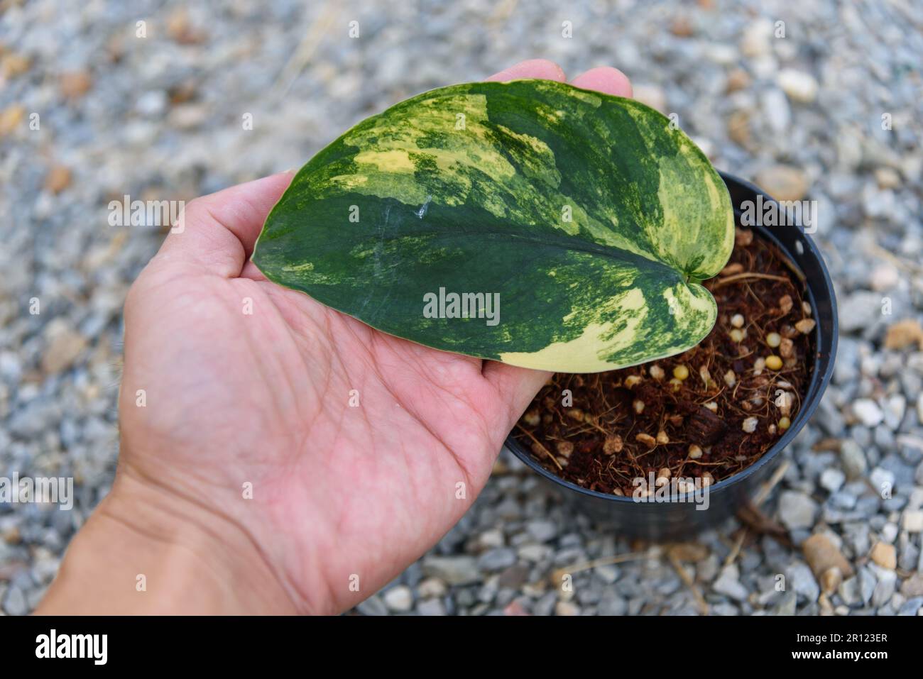 scindapsus jade satin variegated in the pot Stock Photo - Alamy