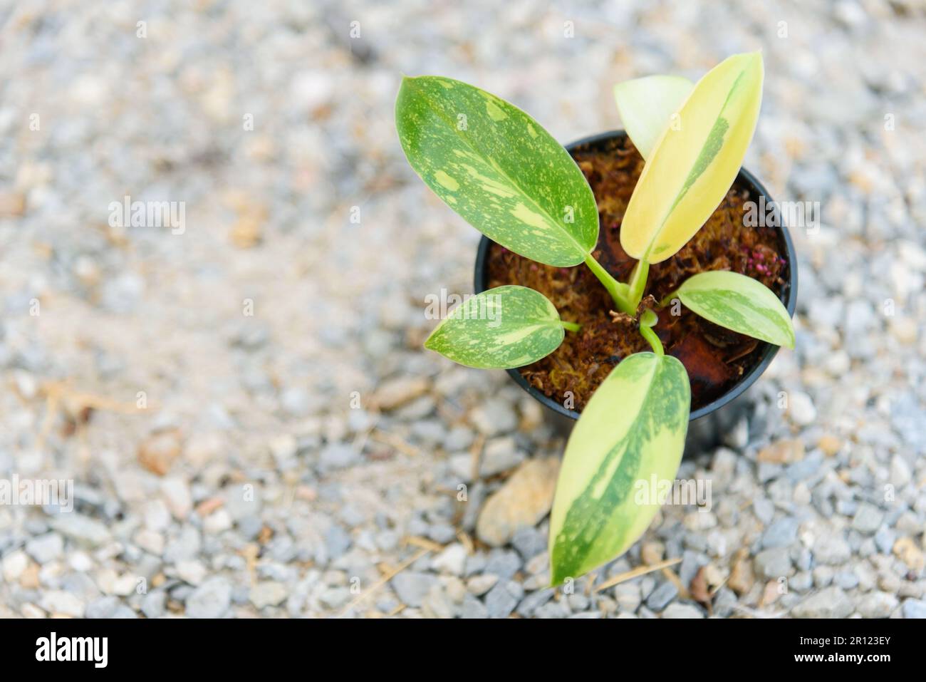 Philodendron Green congo Hybrid in the pot Stock Photo - Alamy