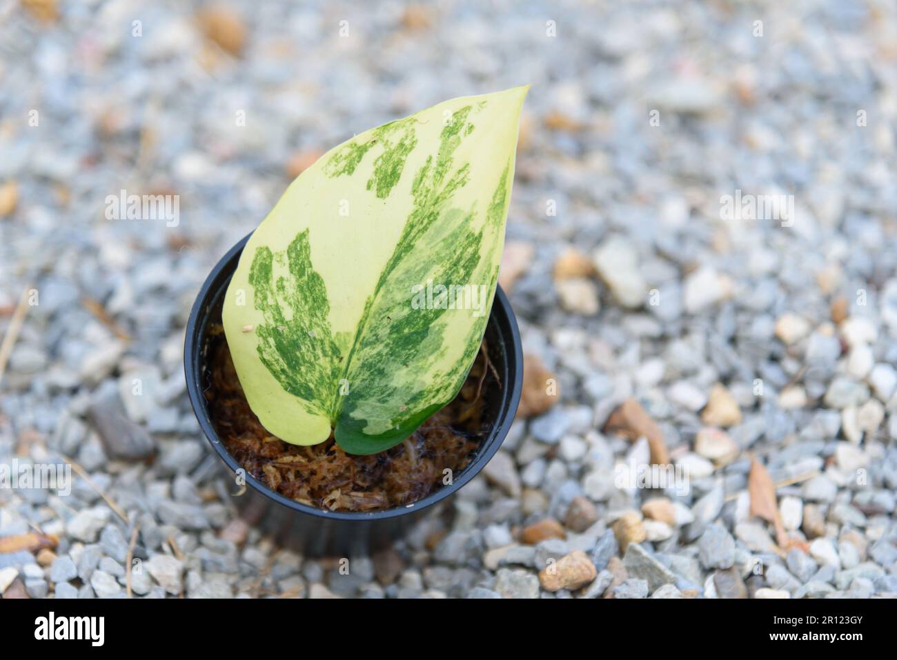 scindapsus jade satin variegated in the pot Stock Photo - Alamy