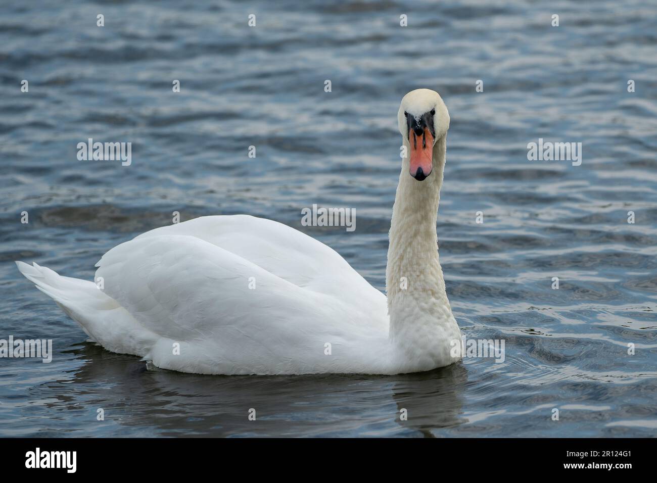A graceful white swan gliding through a tranquil lake, its reflection ...