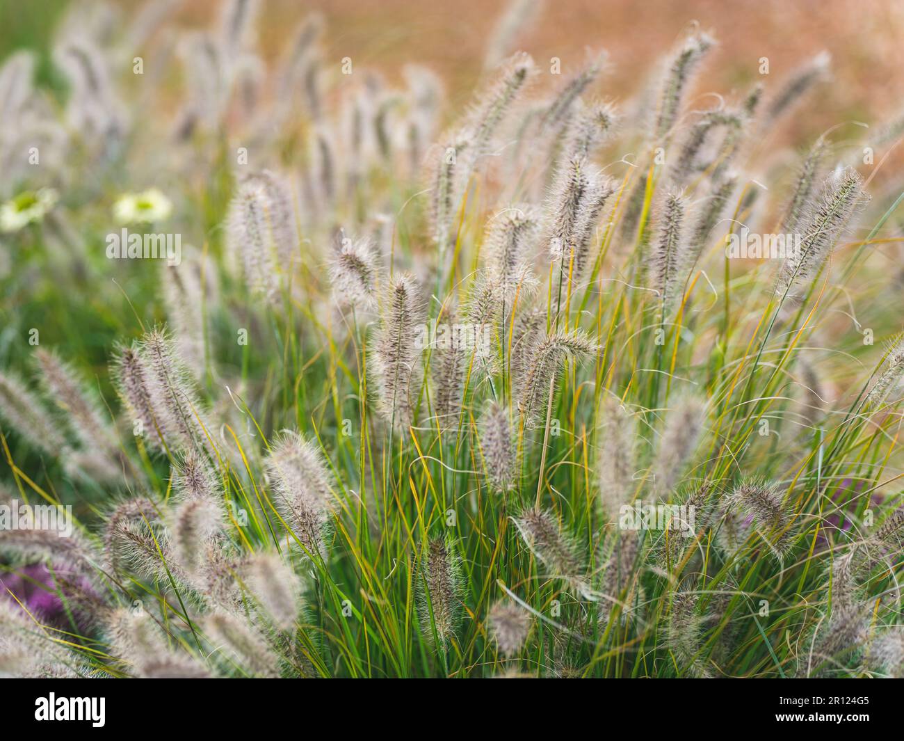 Featuring delicate plants hi-res stock photography and images - Alamy