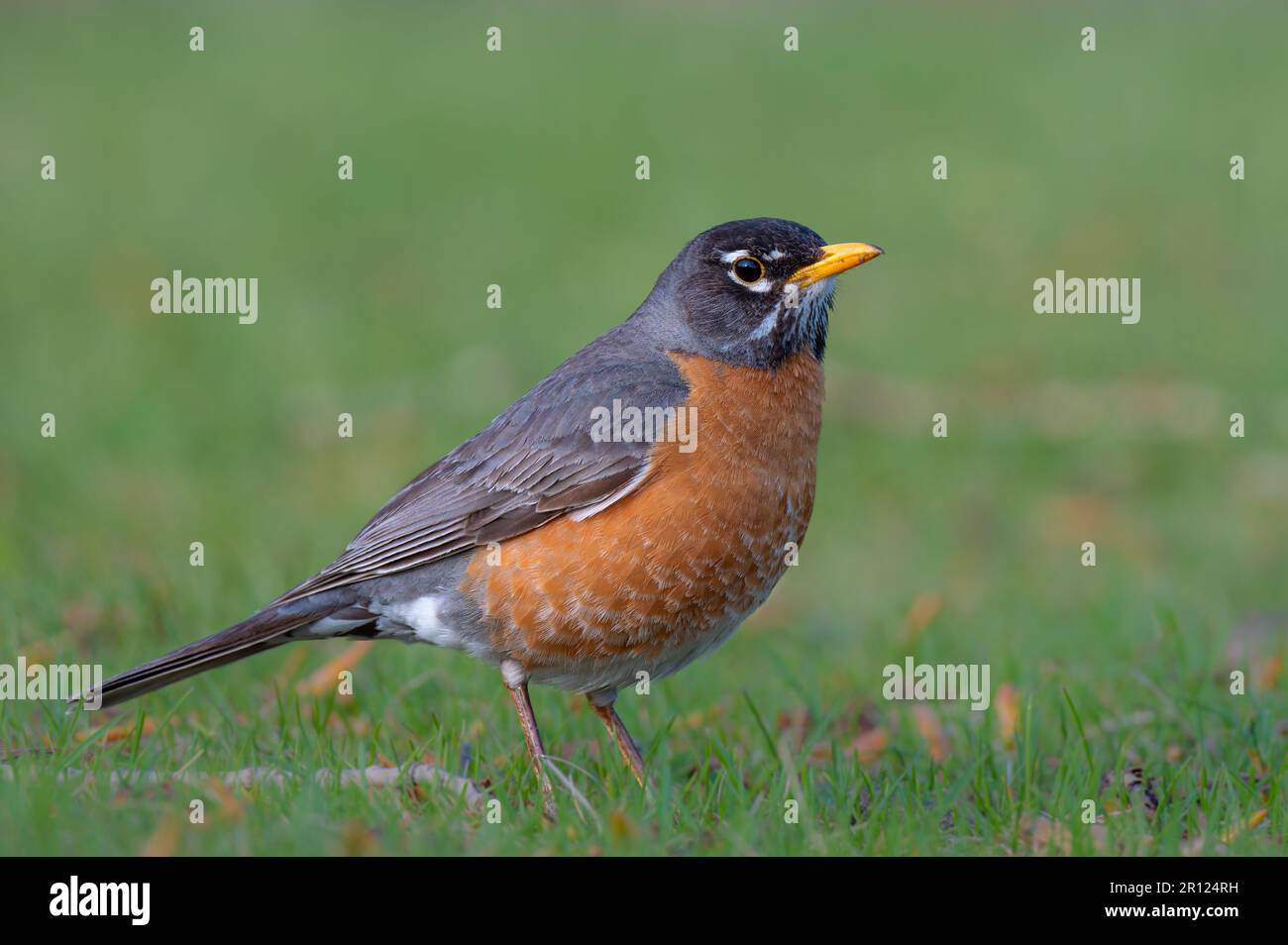 Turdus migratorius chest hi-res stock photography and images - Alamy