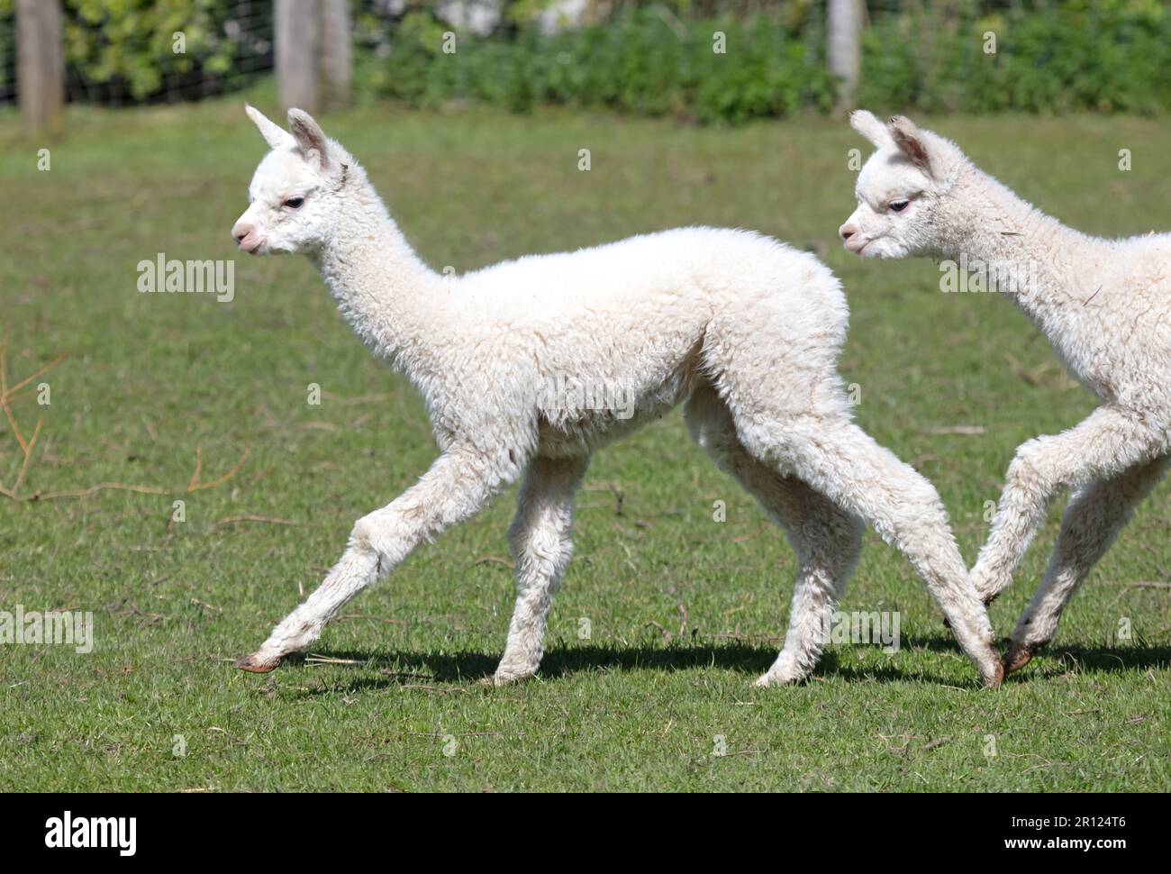 Baby alpacas running in a field, selective focus Stock Photo - Alamy